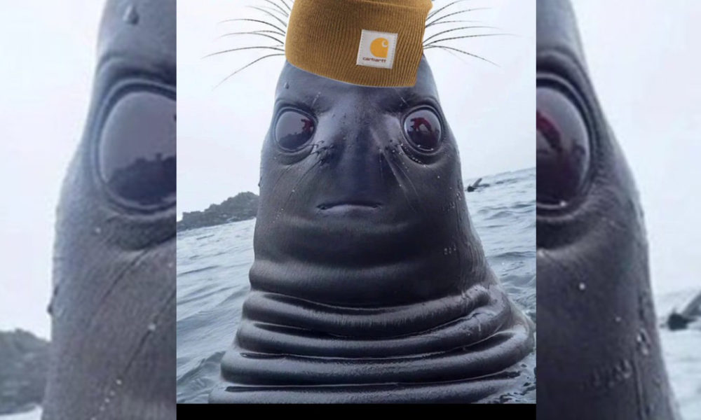 Foto de foca que parece la cara de ser humano se vuelve viral y se ...