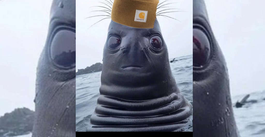 Foto de foca que parece la cara de ser humano se vuelve viral y se ...