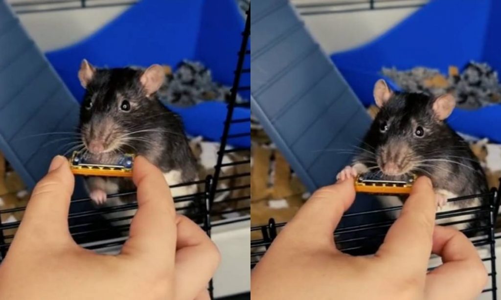 Lea Elui es la reina de Tik Tok - Dicomania Tu Manía